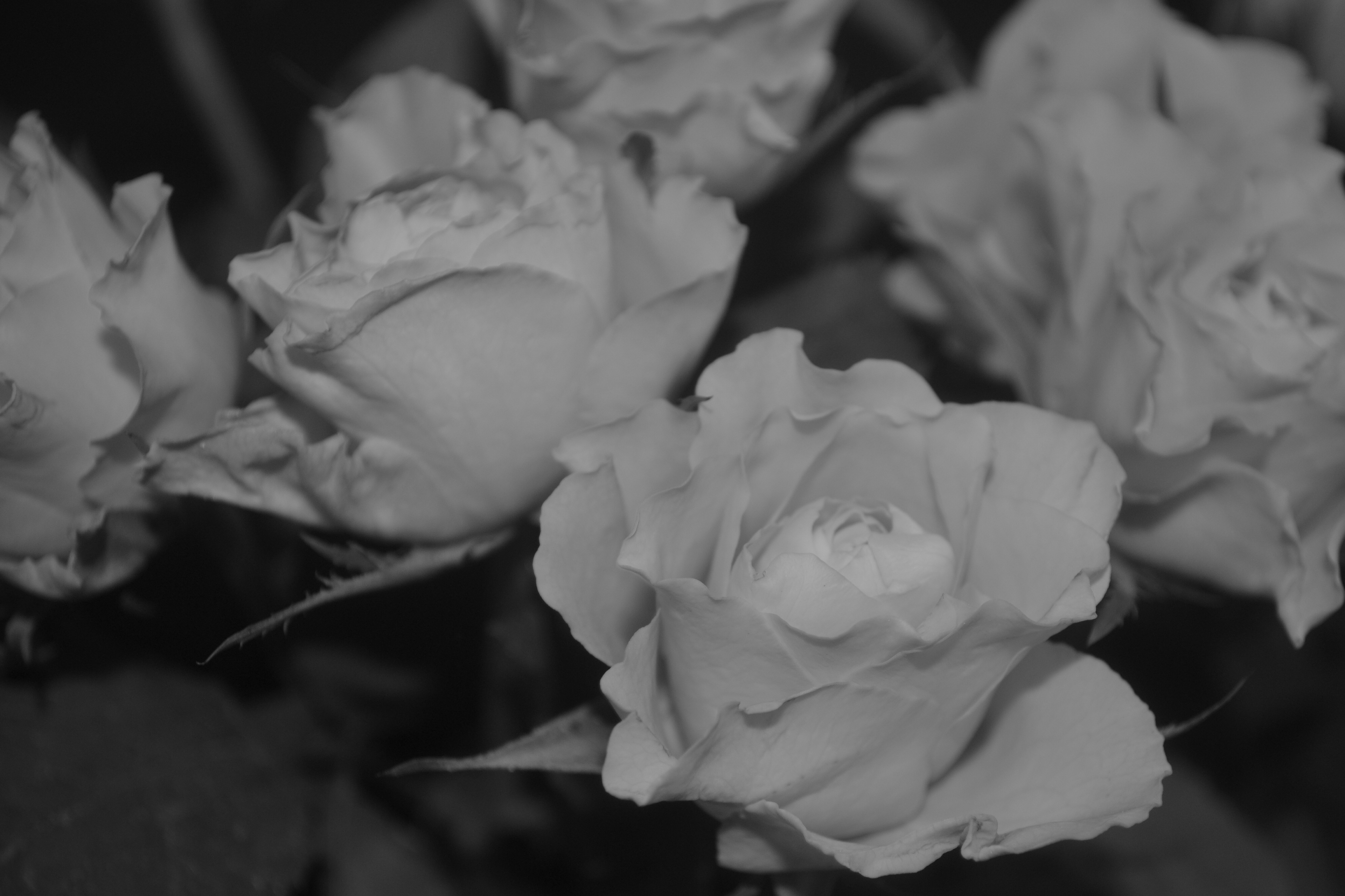 Monochrome photo of Roses Plant Flowers free image download