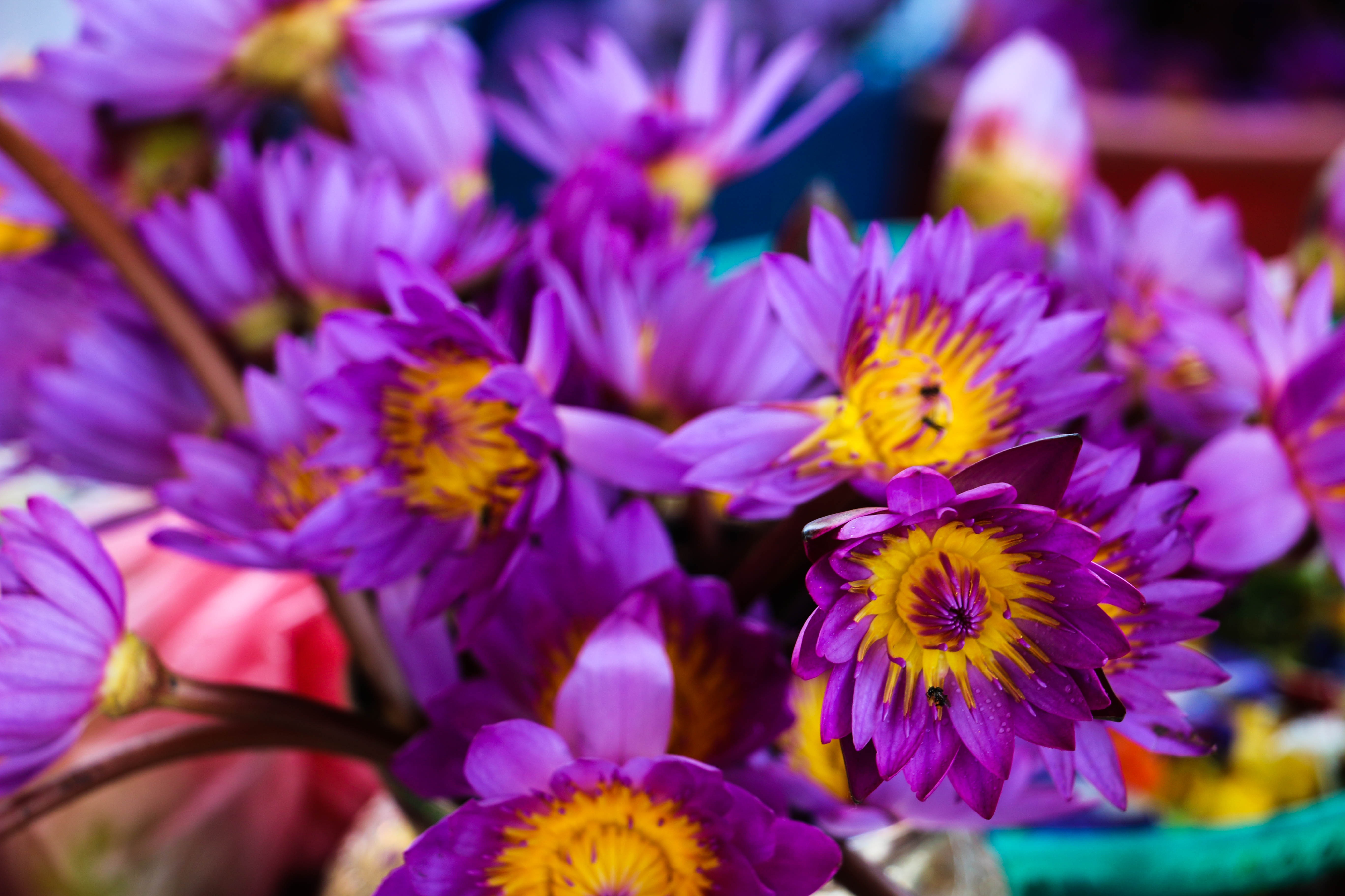 Waterlily Flower Sri free image download