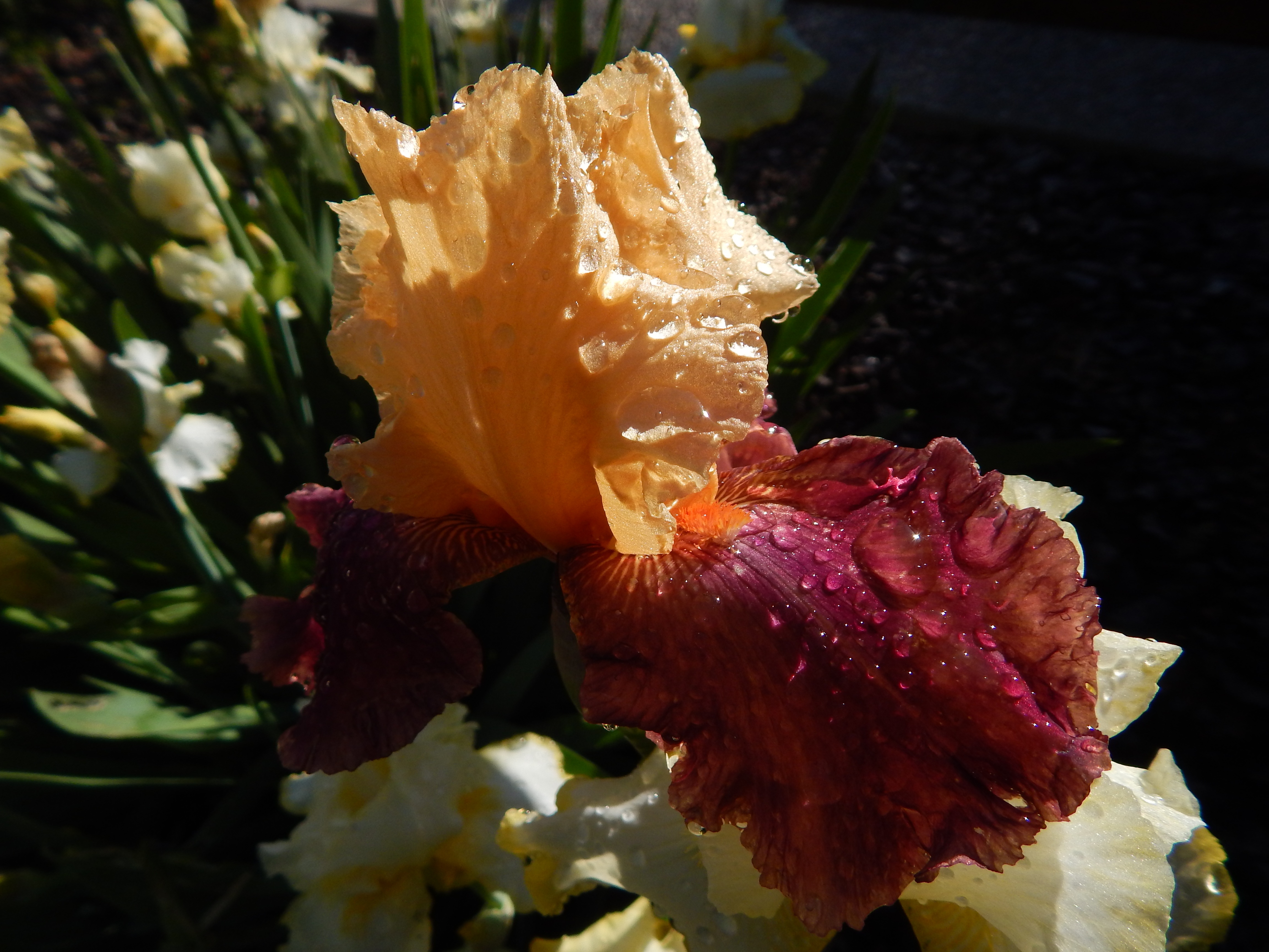 Flower Iris Nature free image download