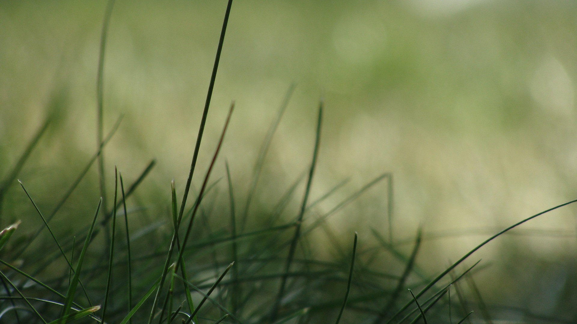 Grass Green Macro free image download
