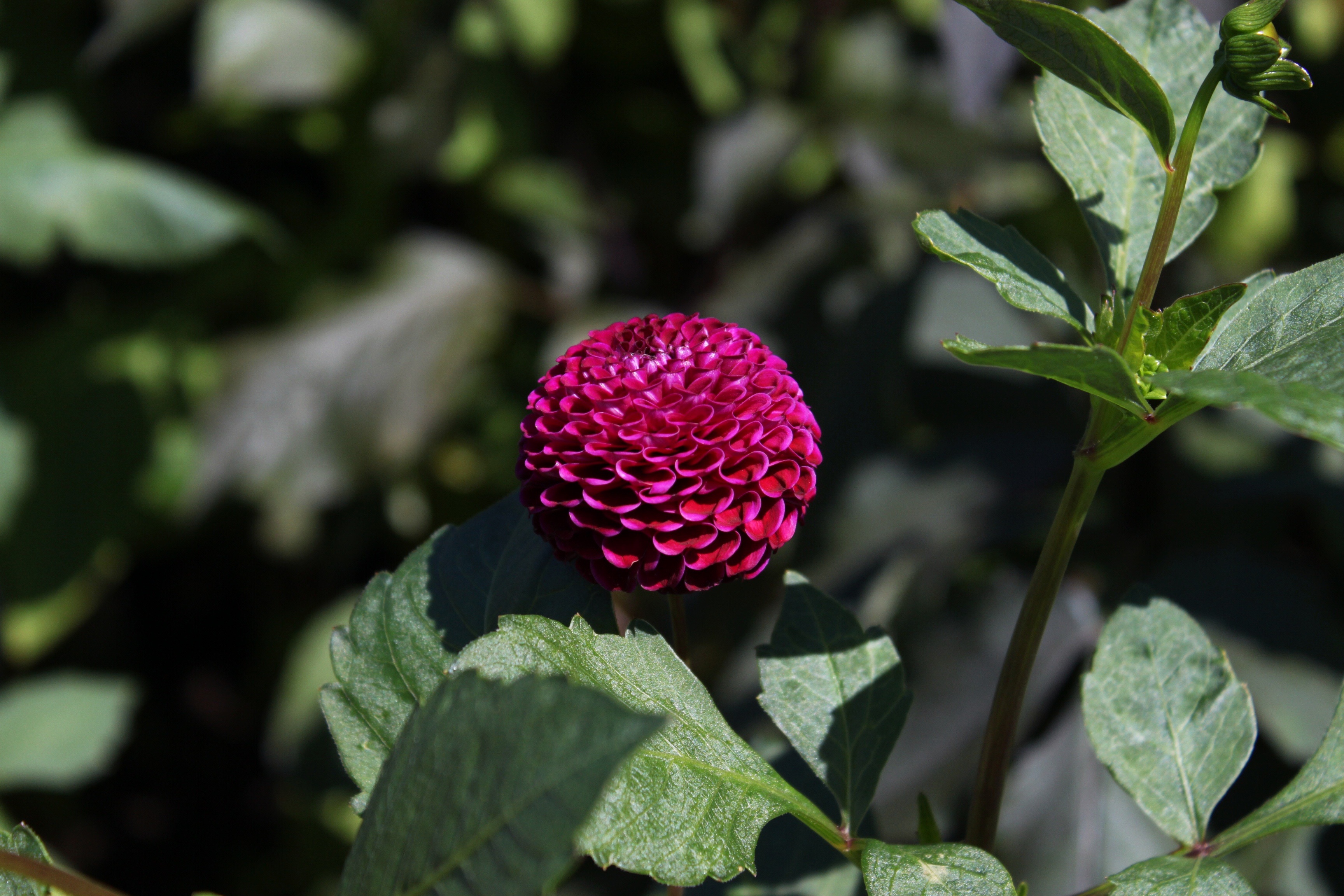 Dalia Flower Botanical free image download