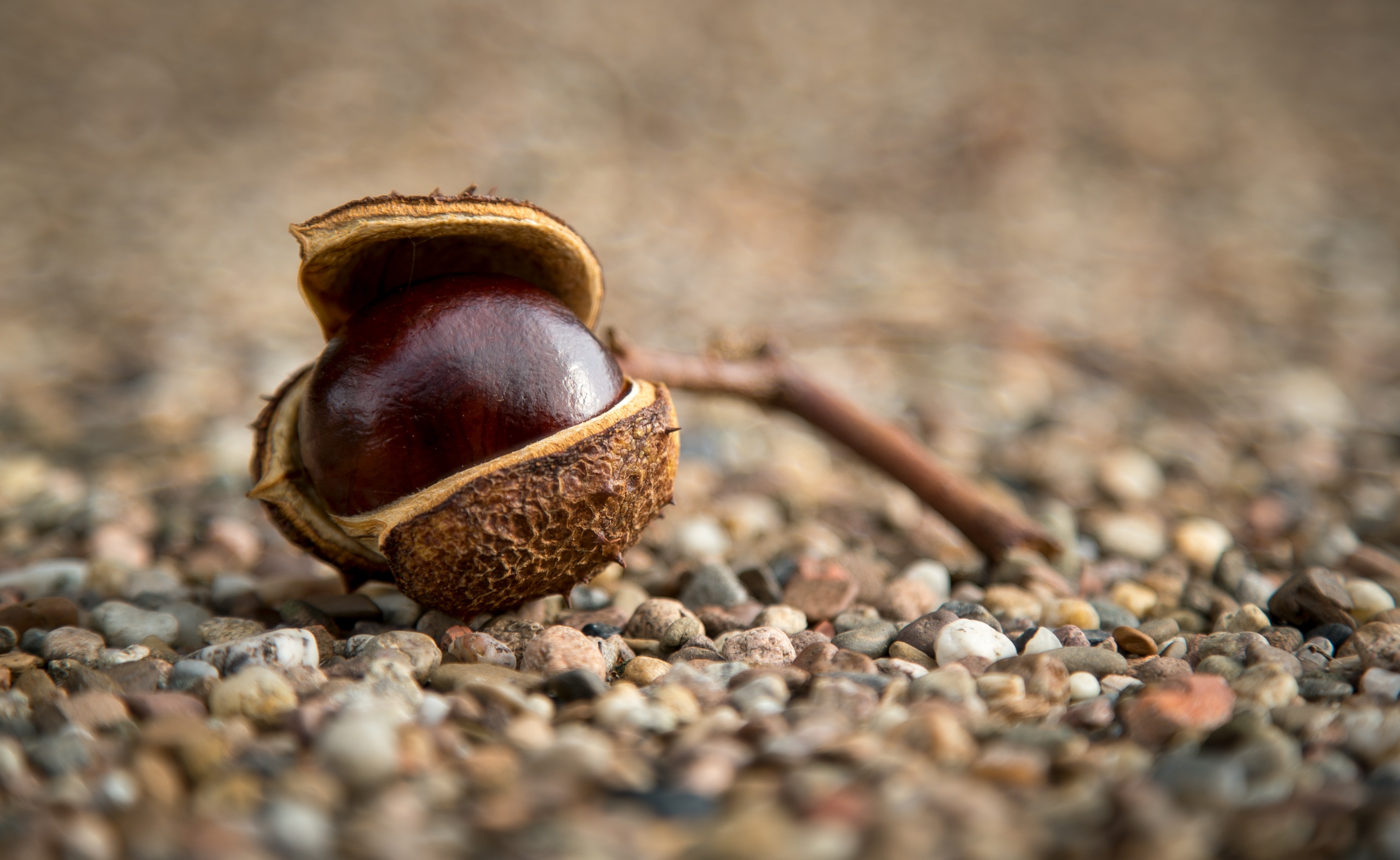 Chestnut Autumn Prickly free image download