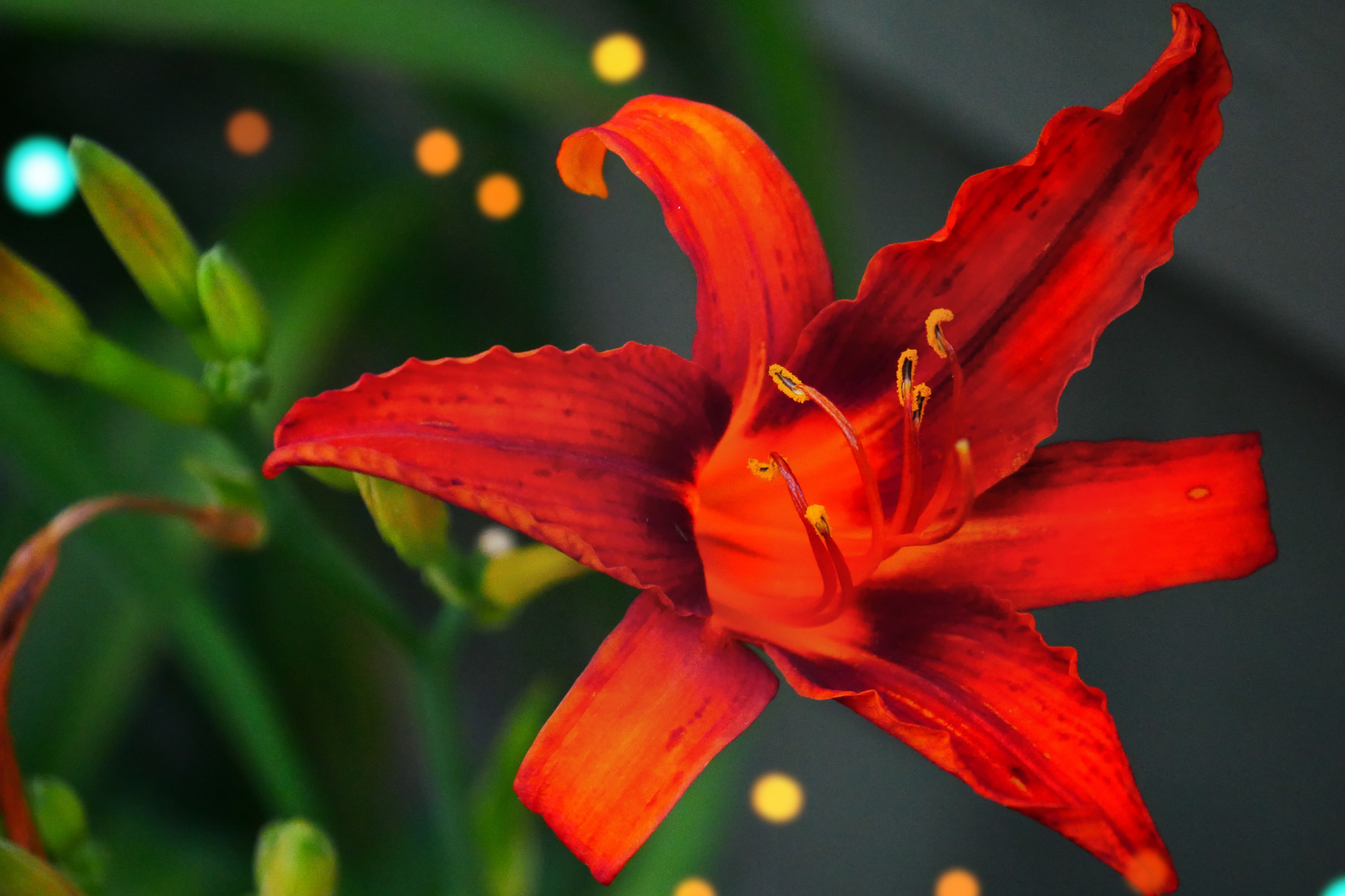 Red Lily Flower free image download