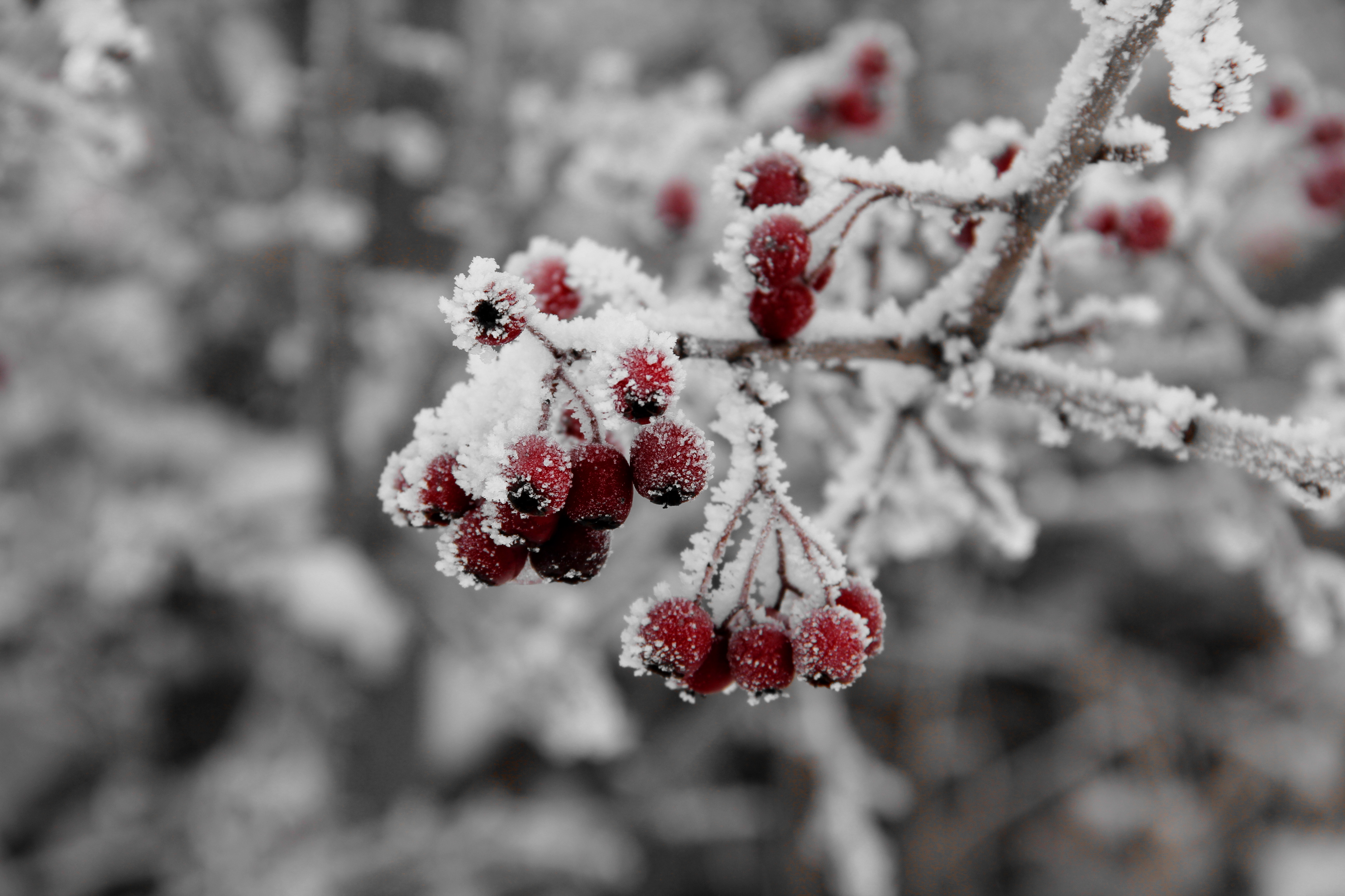 Berry Winter Cold free image download