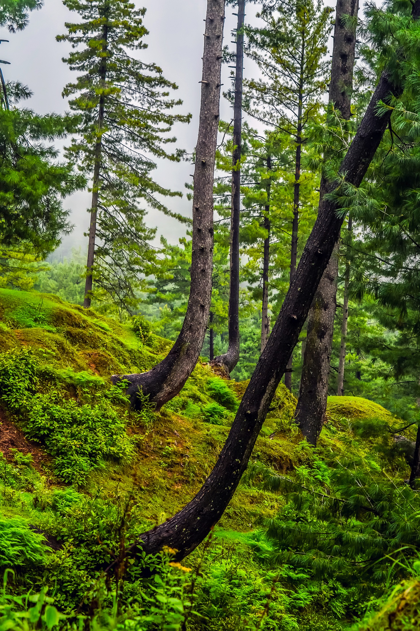 Forest Landscape Trees free image download