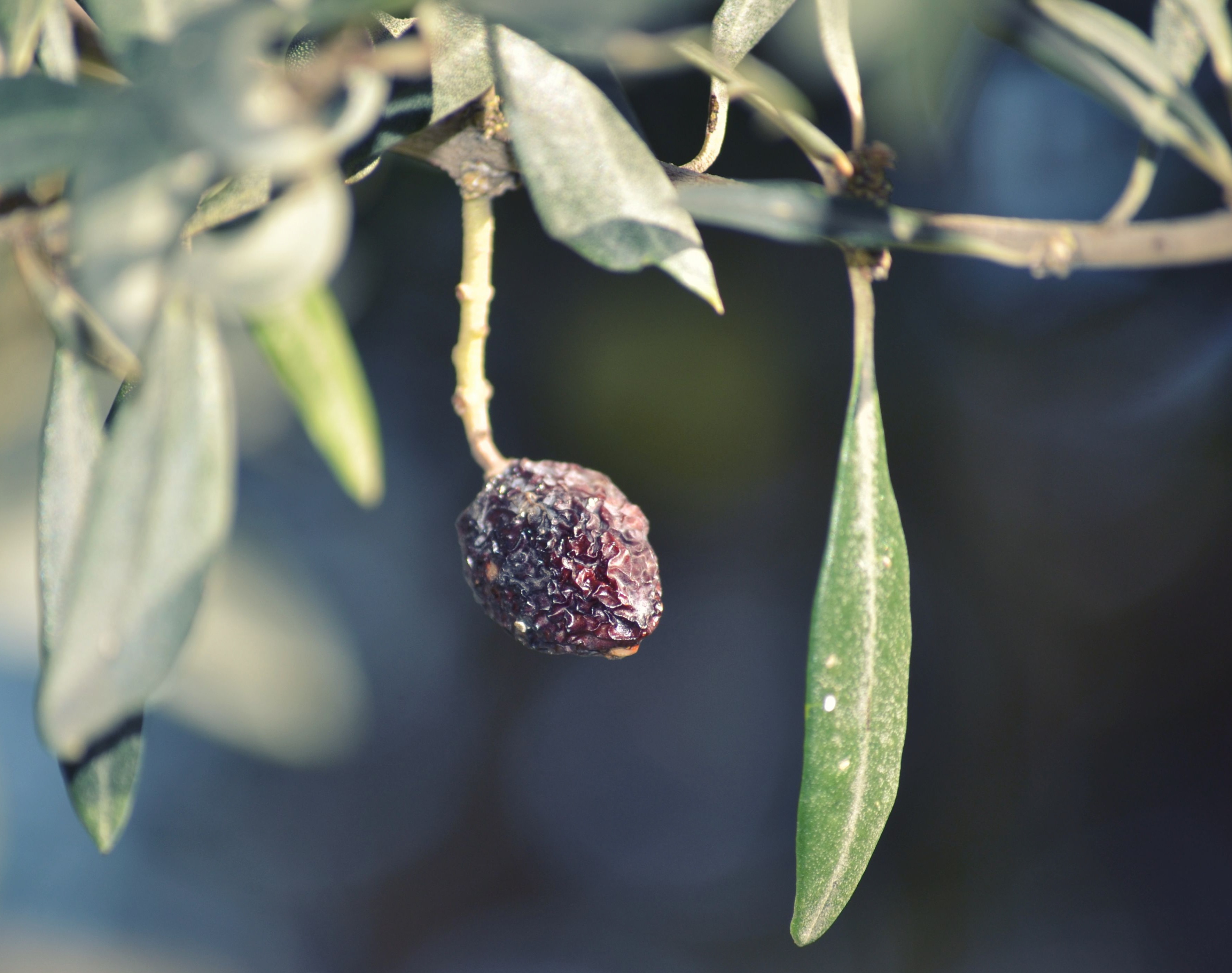 Olive Dry Sécheresse free image download