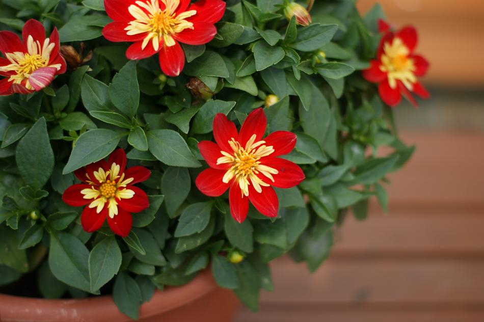Potted Flower Garden Red free image download