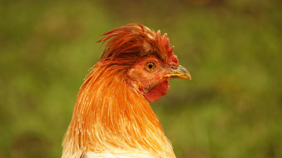 Orange chick bird portrait free image download