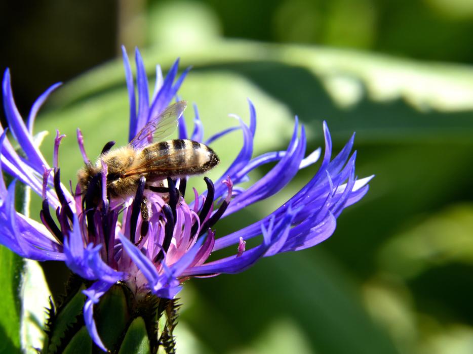 Bee Cornflower Close Up free image download