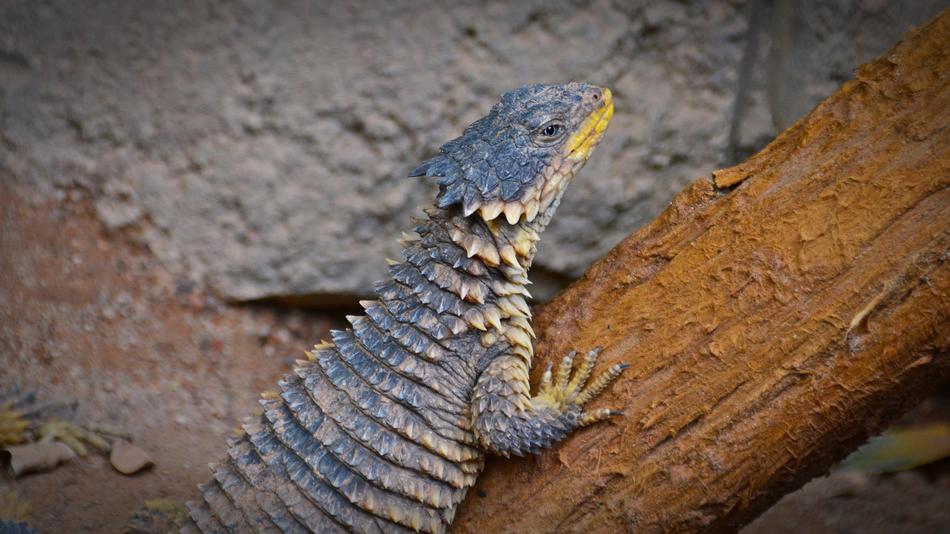 Giant Belt Tail Lizard Reptile free image download