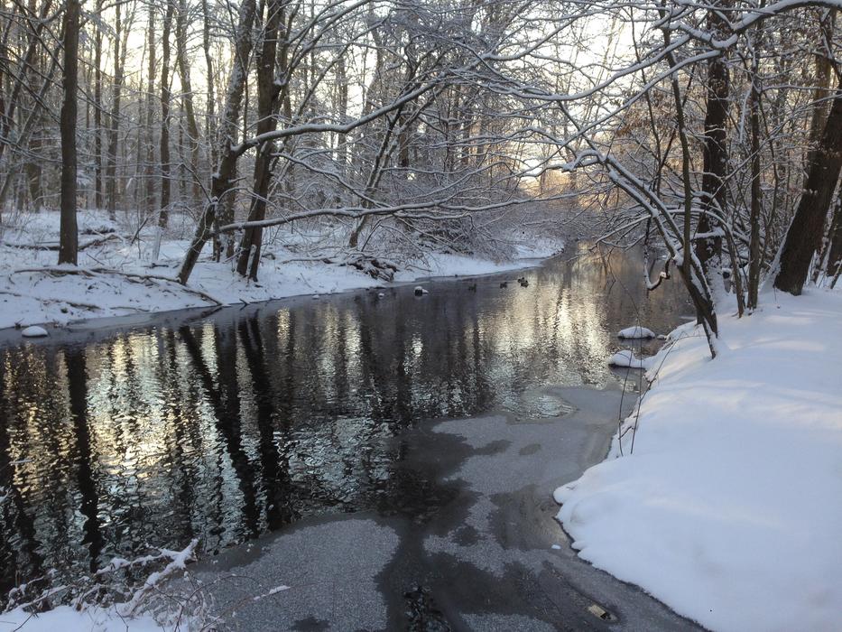 Stream River Nature free image download