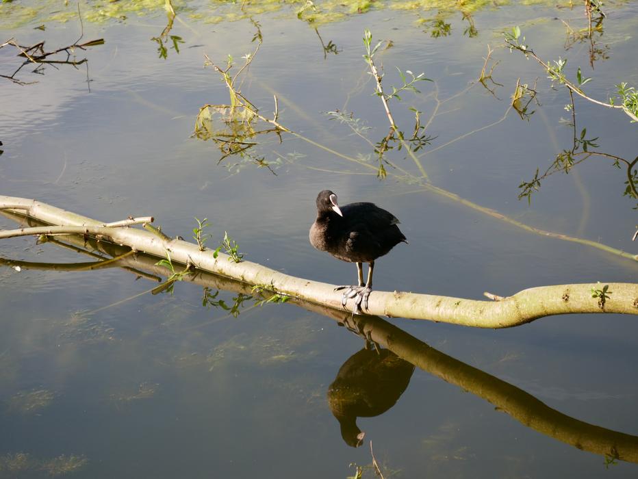 Bird Water Tree free image download