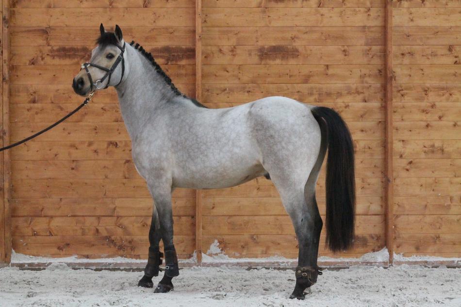 Pony Horse Standard free image download