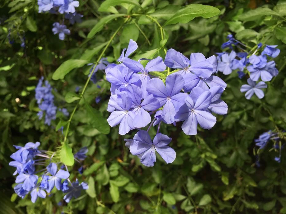 Blue Small Floral free image download