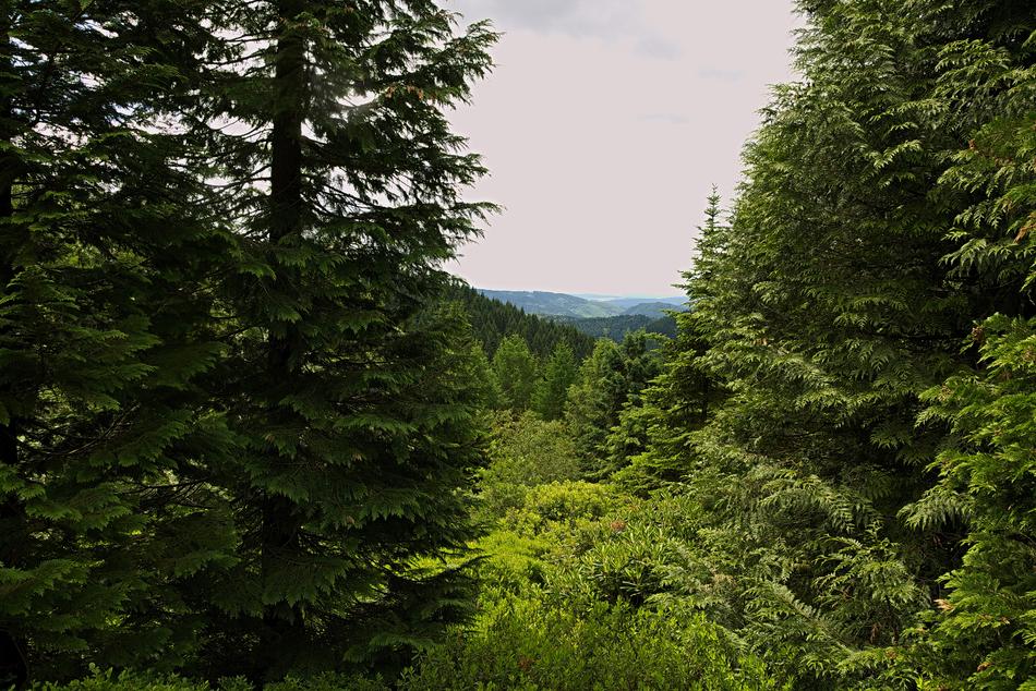 Forest View Distant free image download