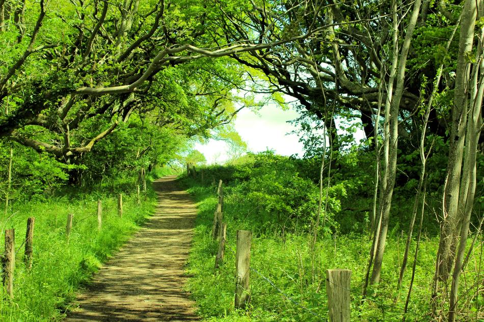 Beautiful green path in the forest free image download