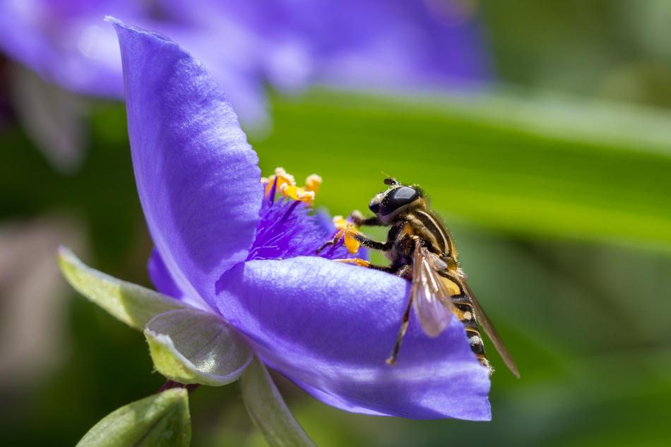 Syrphidae on purple flower free image download