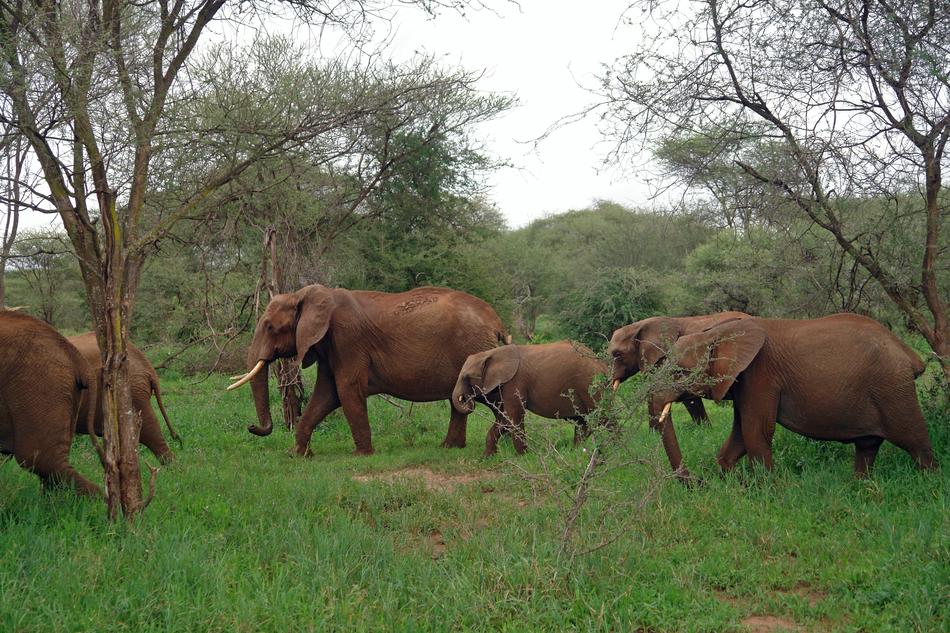 Africa Tanzania Elephant free image download