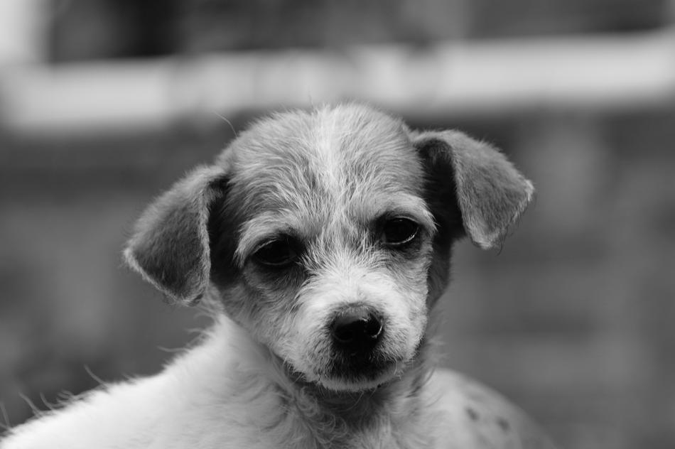 My Dogs The free image download