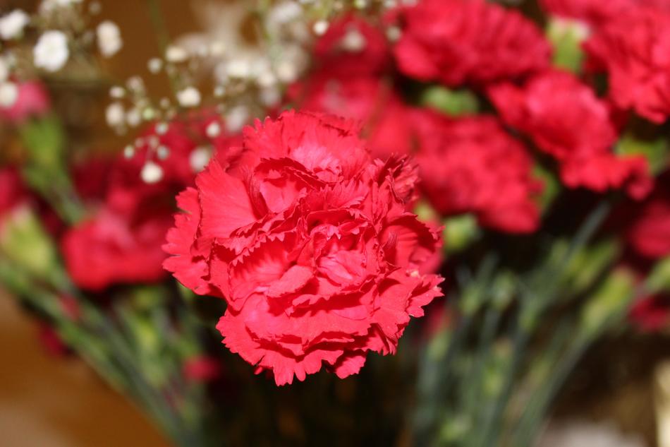 Carnation Flower Carnations Red free image download