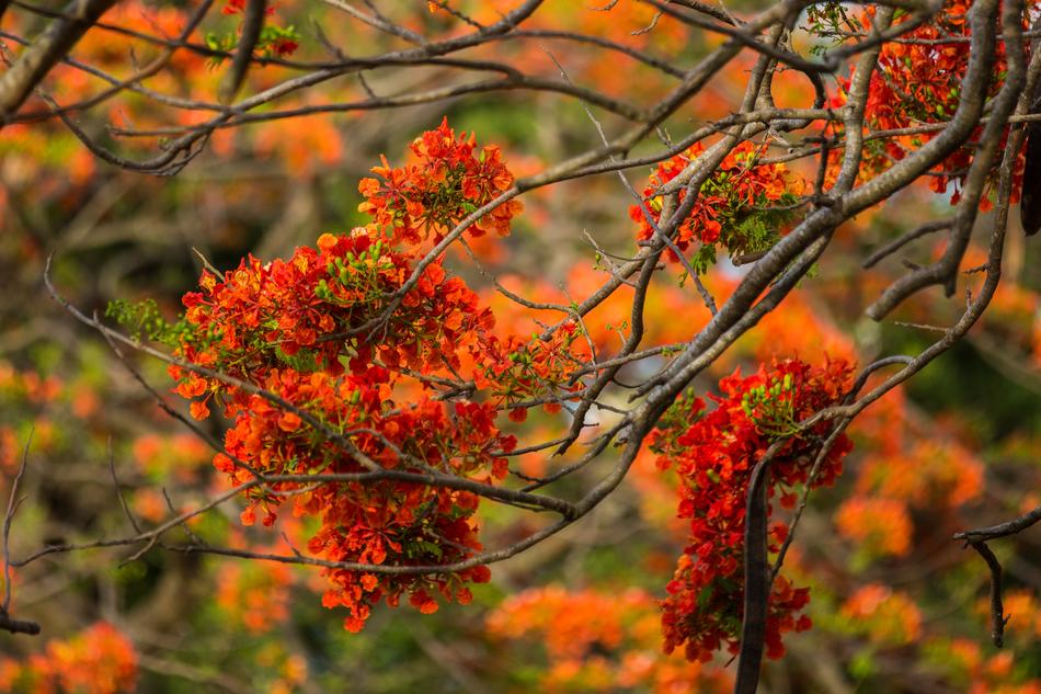 Orange Flowering Tree in Nature free image download