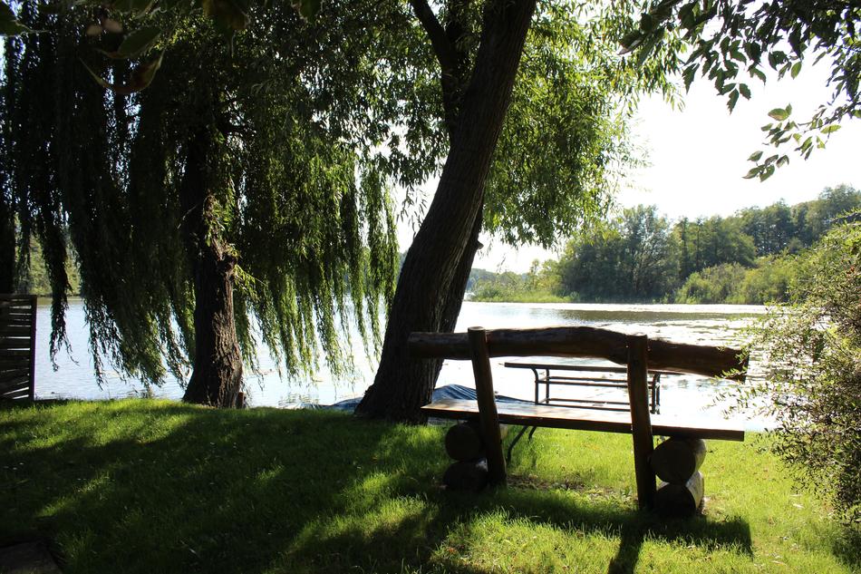 Lake Bank Tree free image download