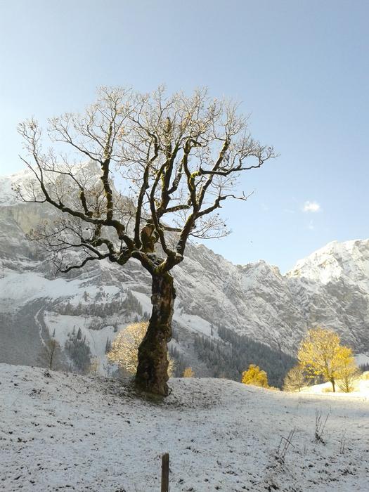 Tree Autumn Winter free image download