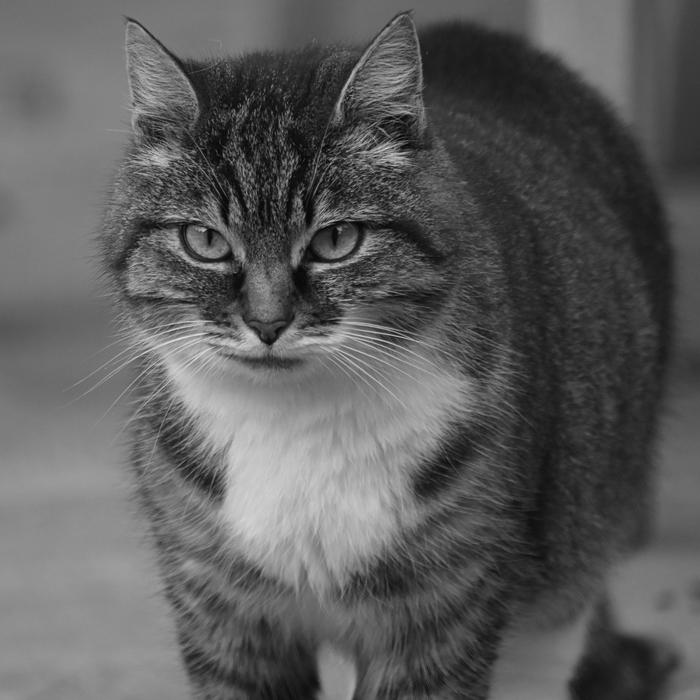 Fluffy cat angry free image download