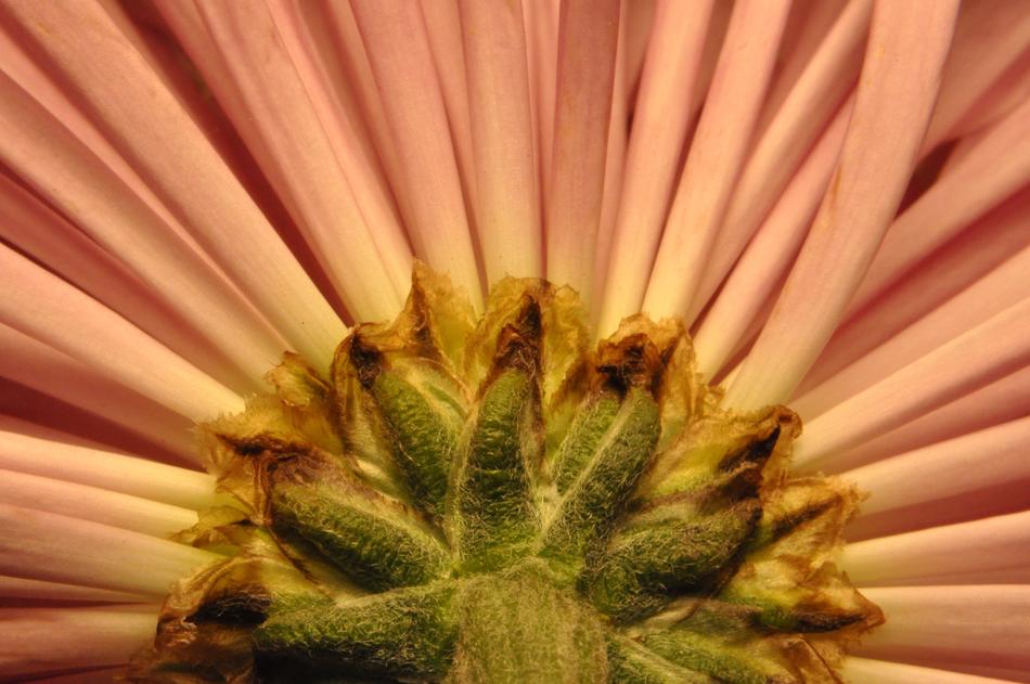 Floral Petals Flowing in spring free image download