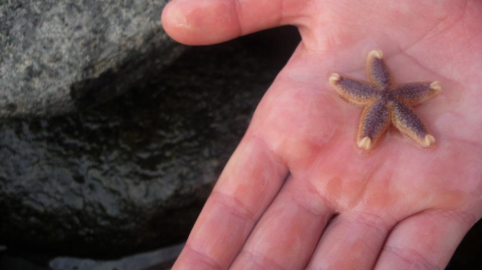 Sea Starfish Mermaid free image download