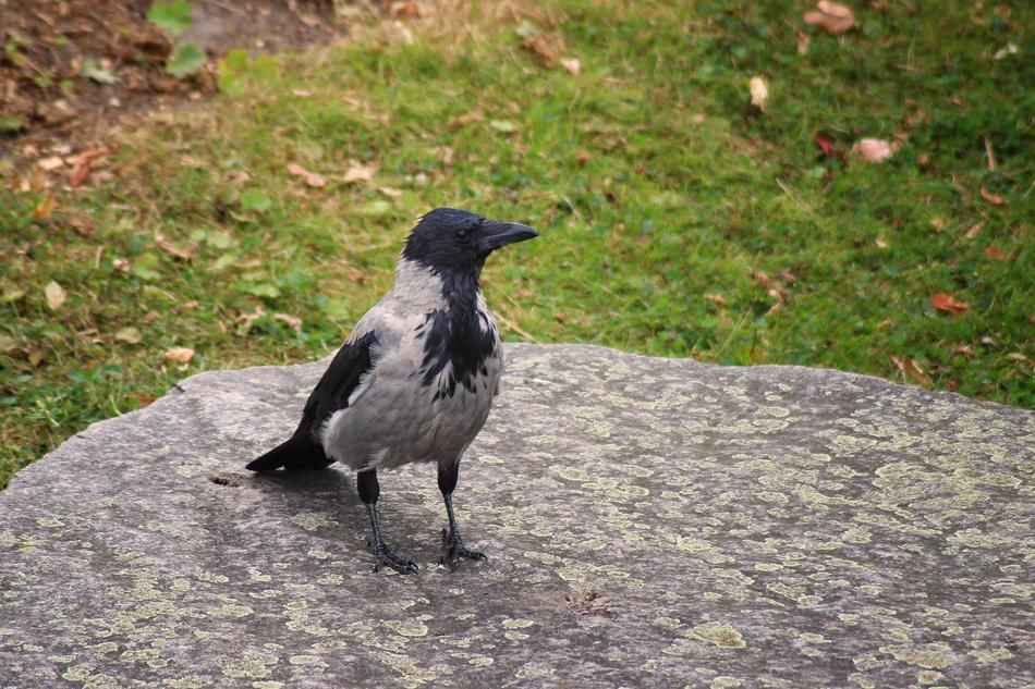 Crow on stone free image download