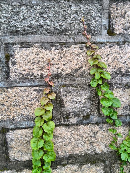 Climbing Imaginary Grass Wall free image download