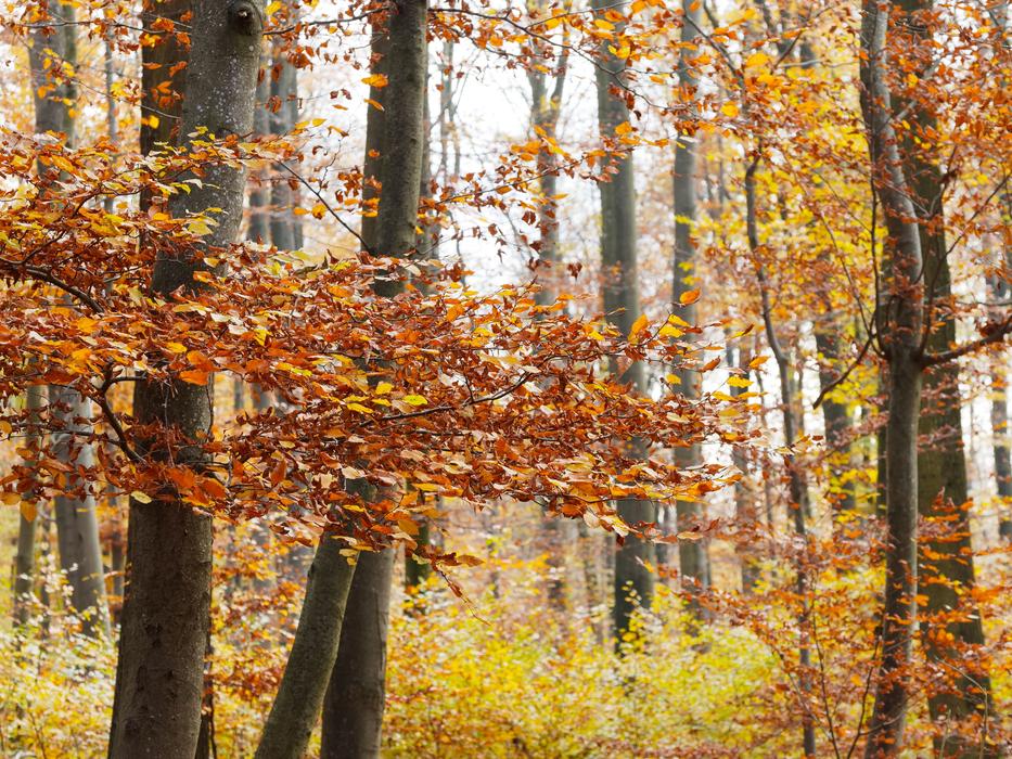 Fall Foliage Nature free image download