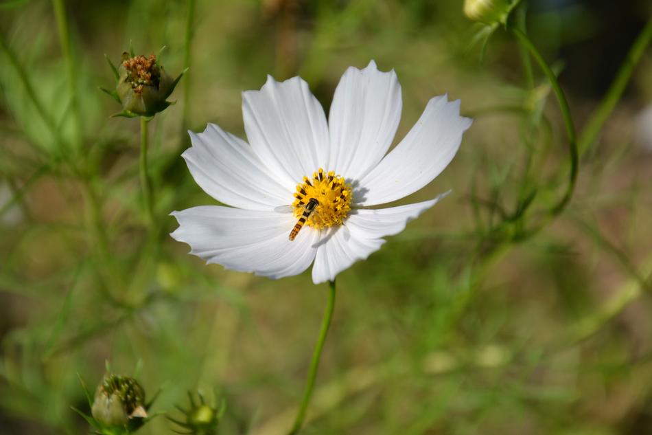 Flower Cosmos Summer free image download