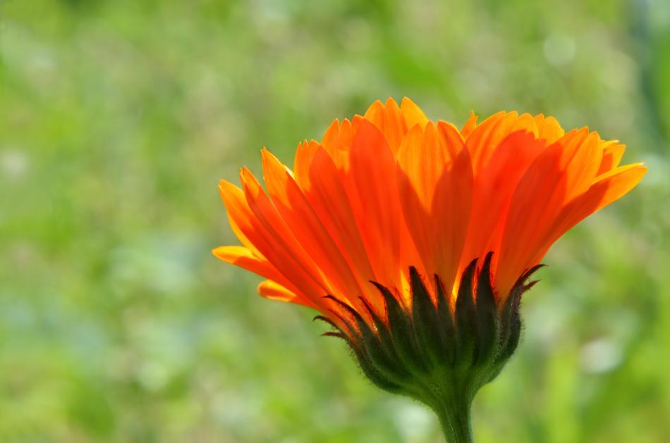 Flower Color Orange Flora free image download