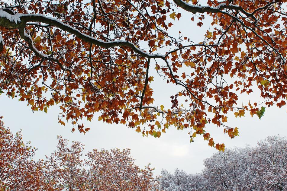Trees Autumn Winter free image download