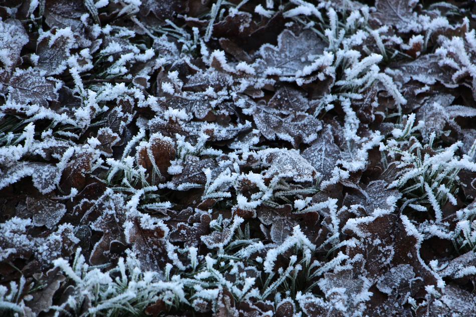Leaves Frost Cold free image download