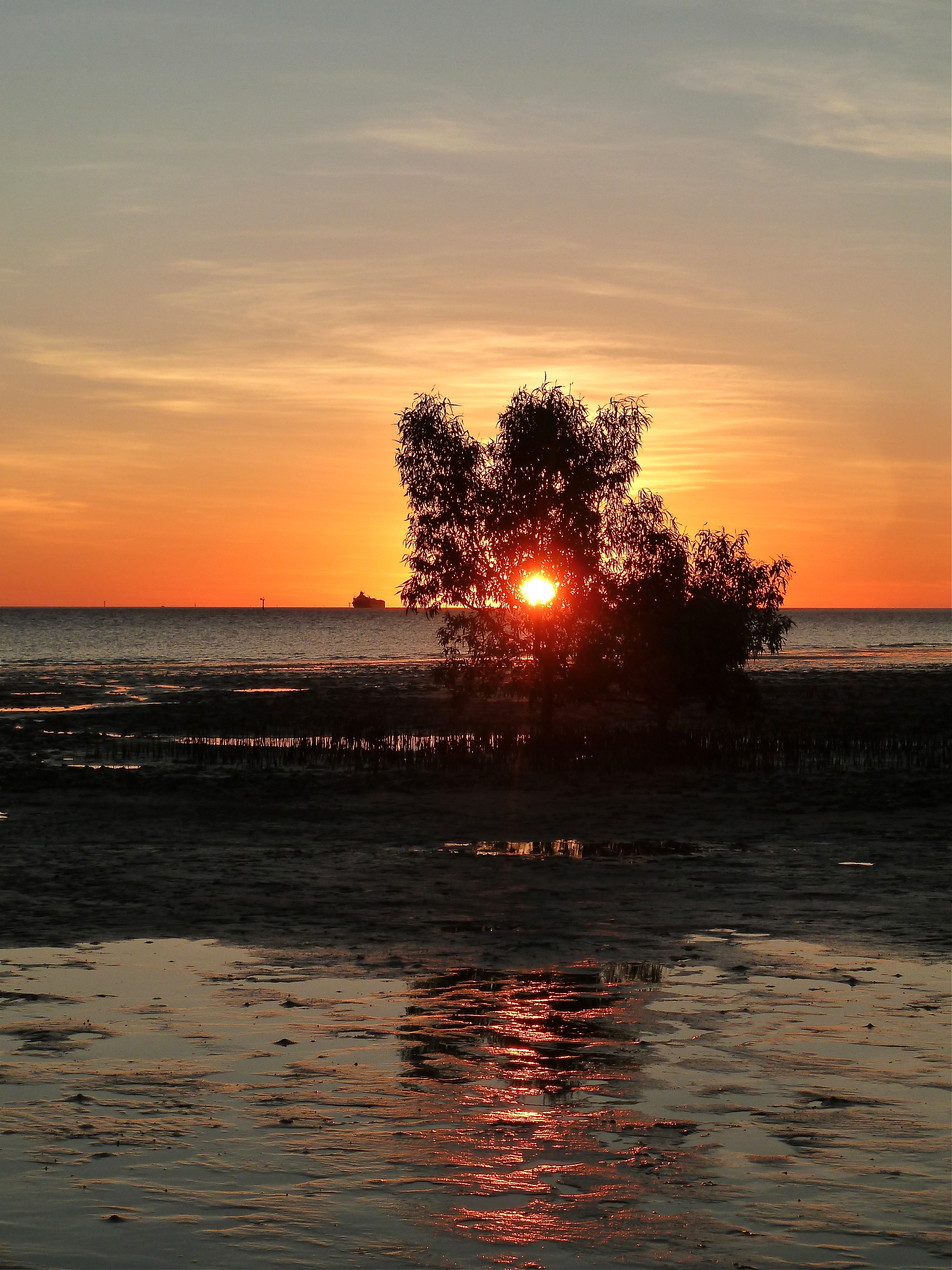 Sunset Tree Evening free image download