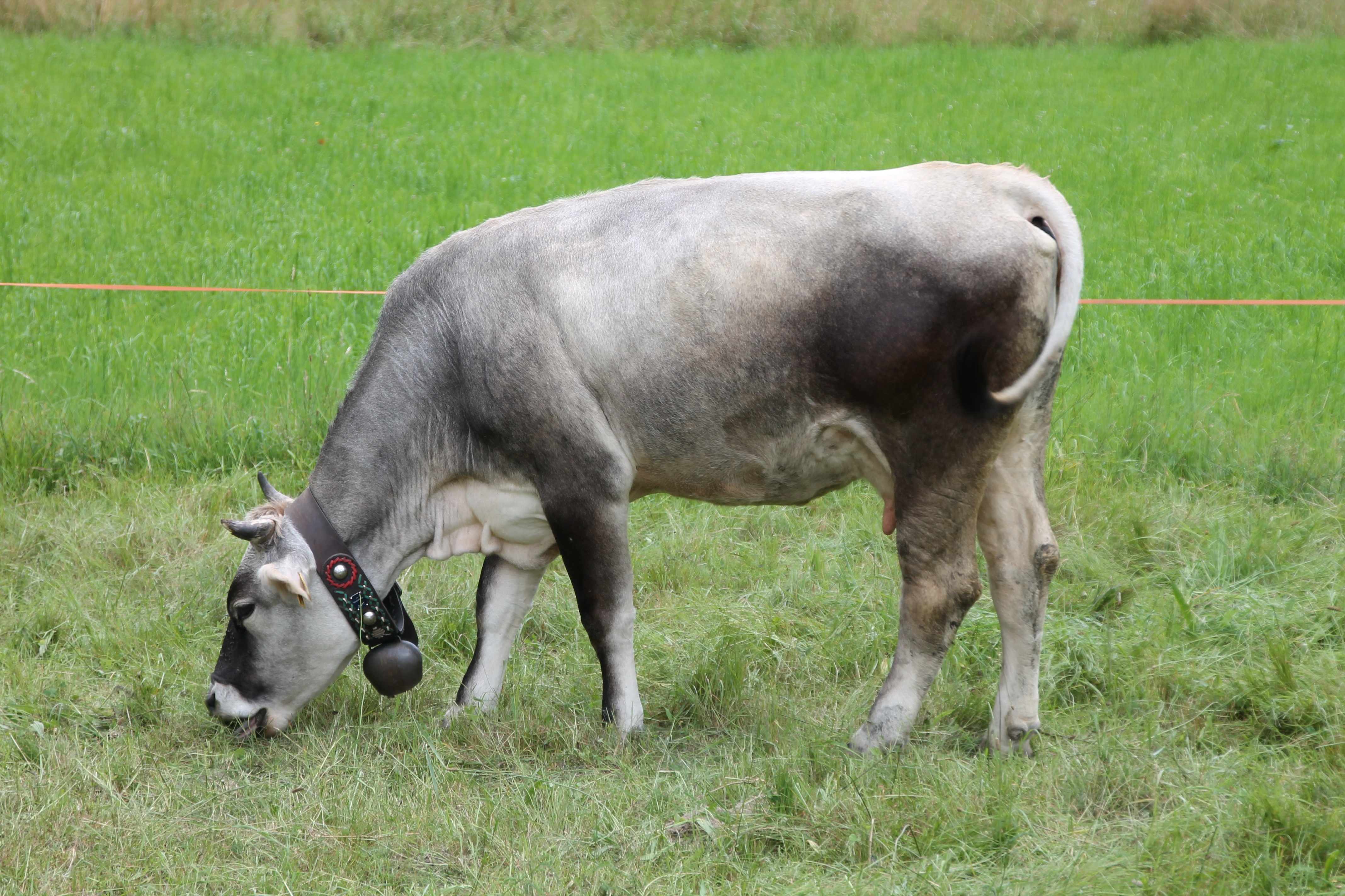 Grey Cow with collar grazing on Pasture free image download