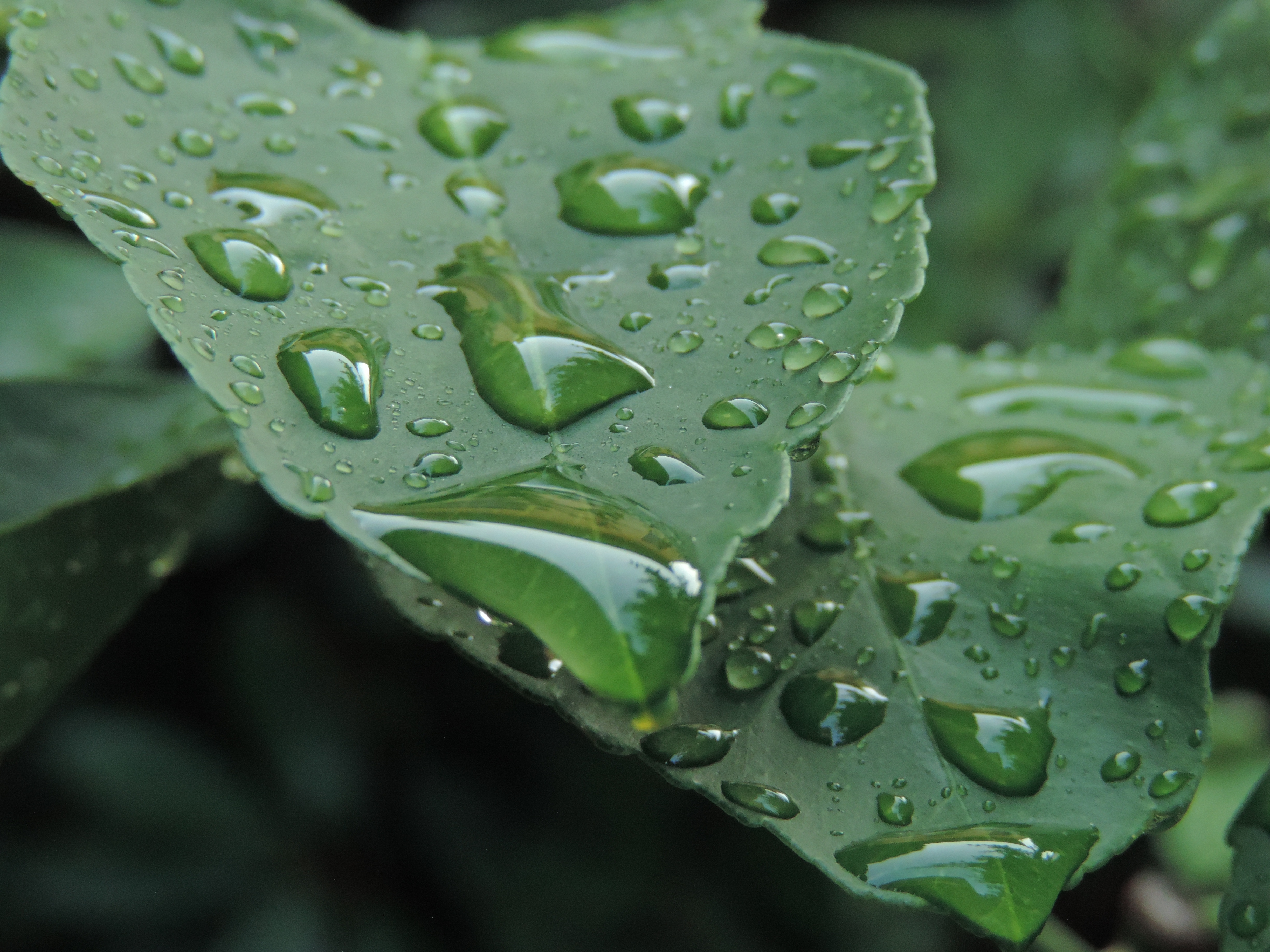 Nature wet Leaves free image download