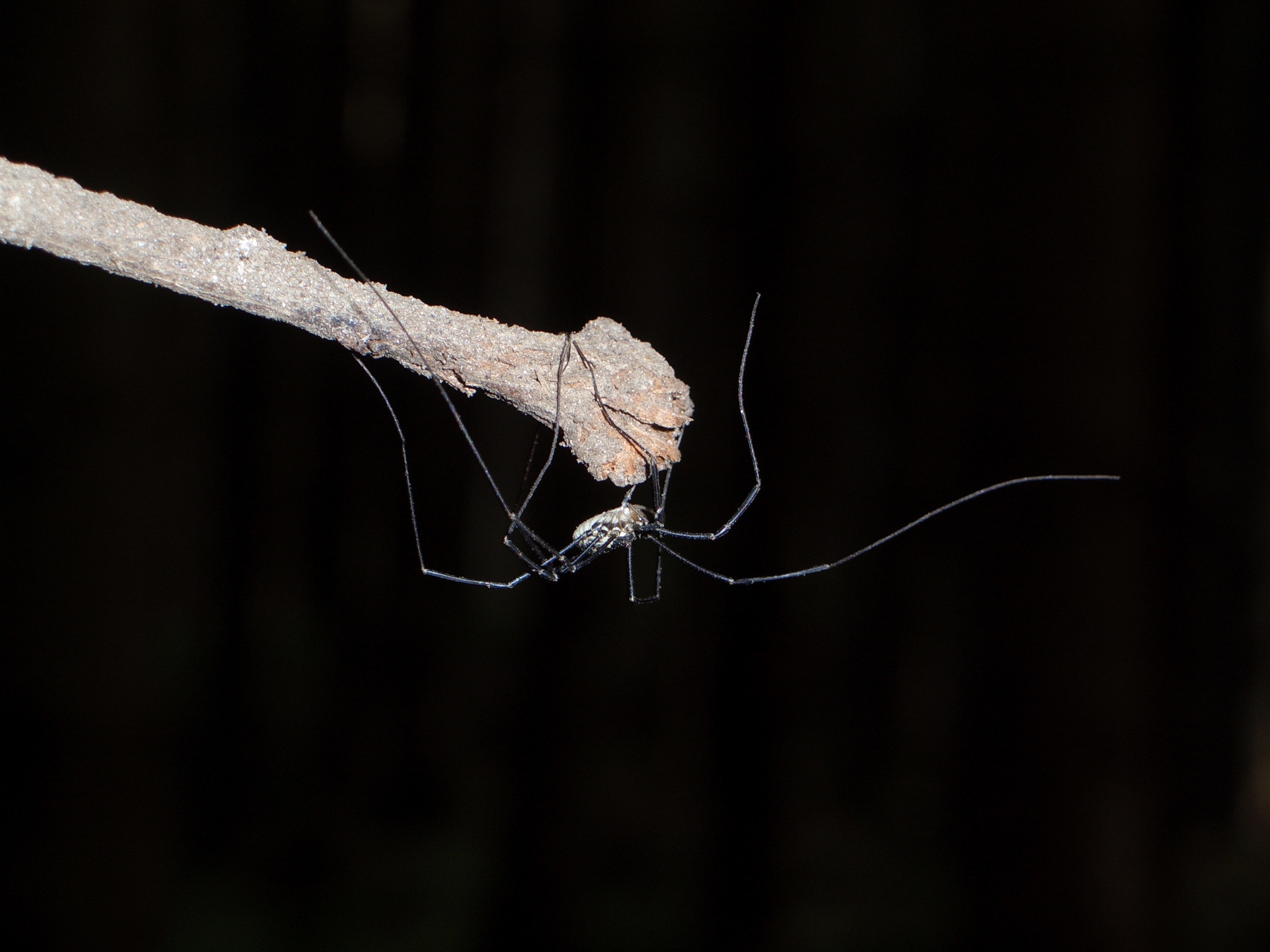 Spider Weber Servant free image download