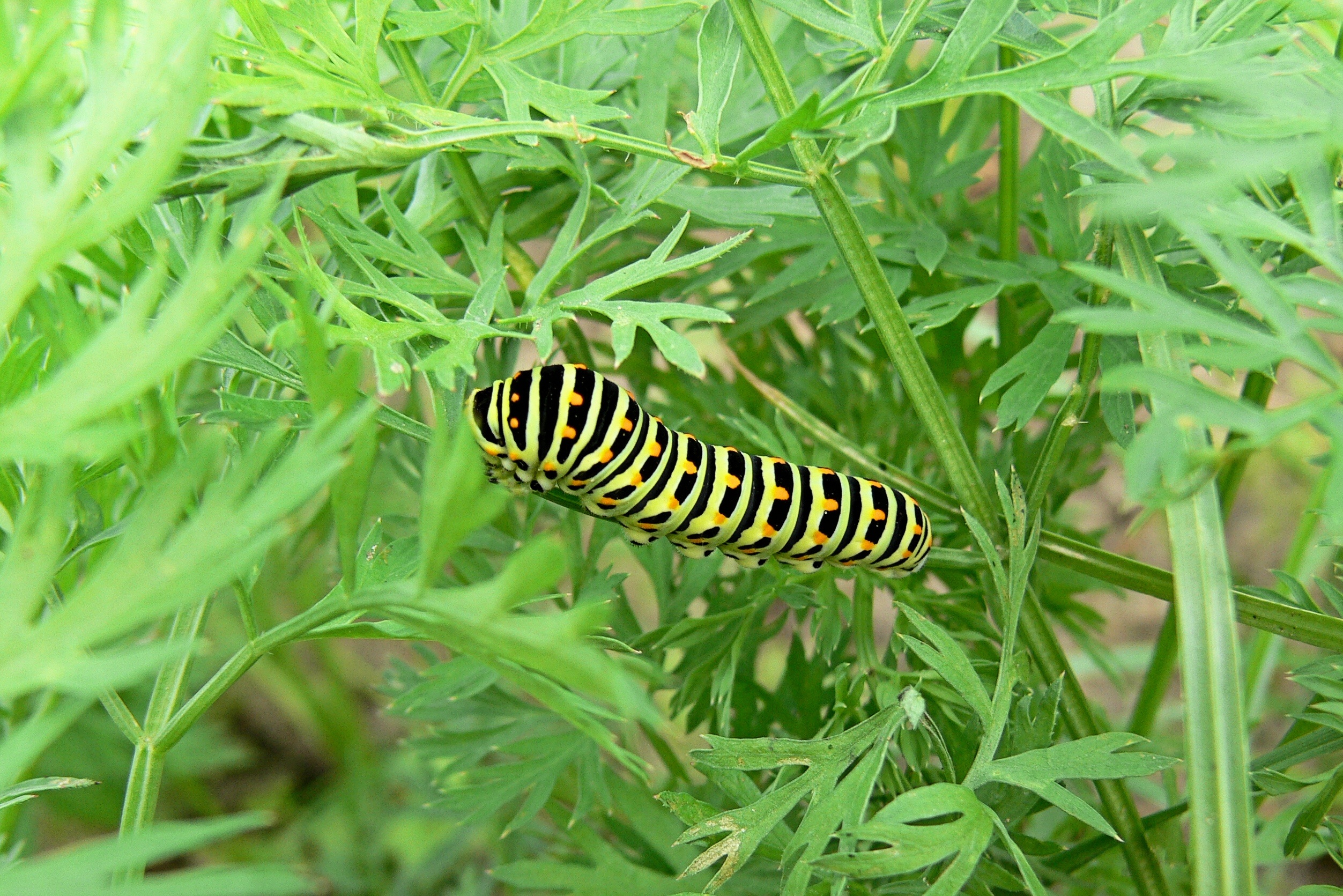 Dovetail Nature Caterpillar free image download