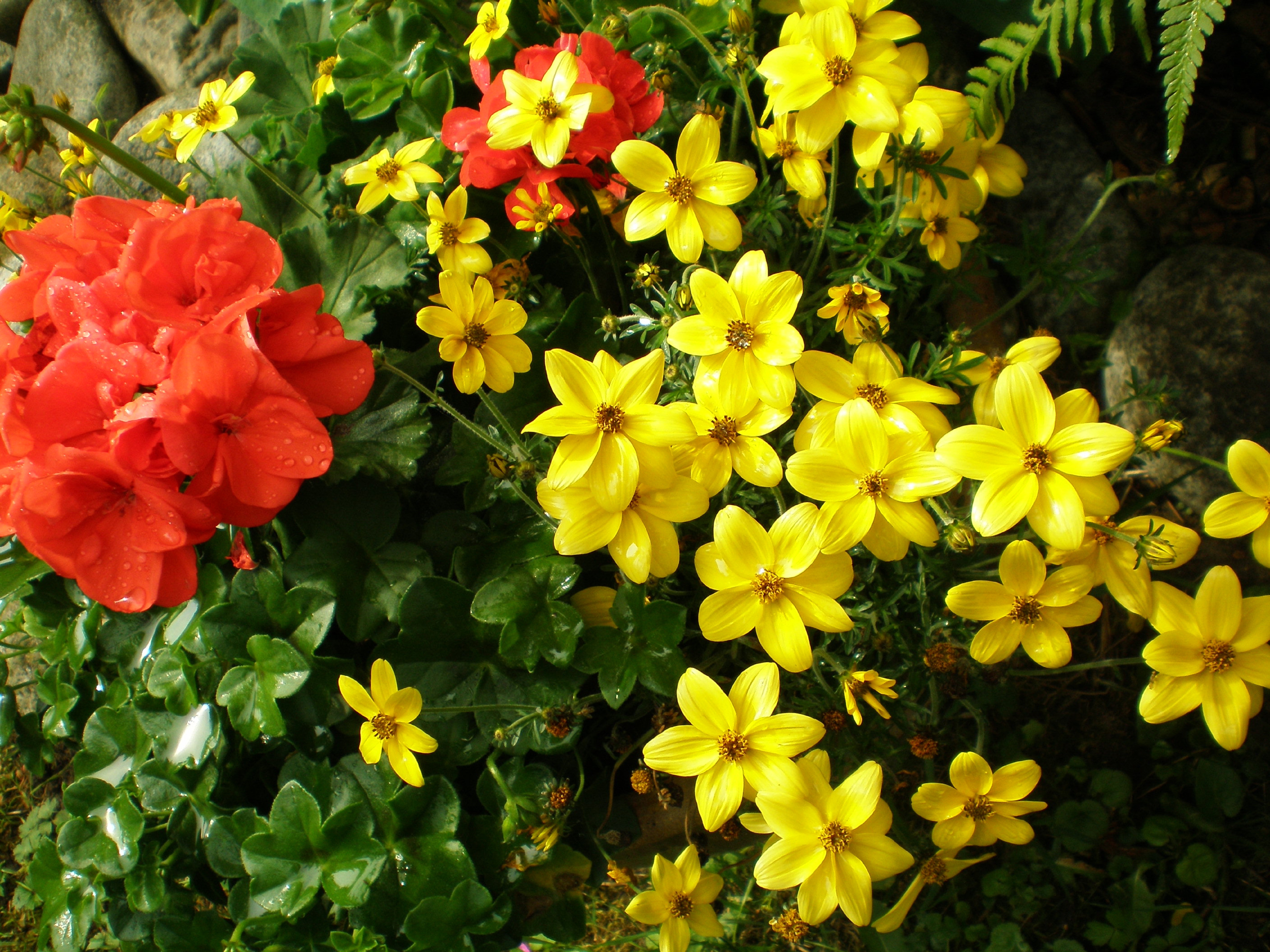 Flowers Garden Plants free image download