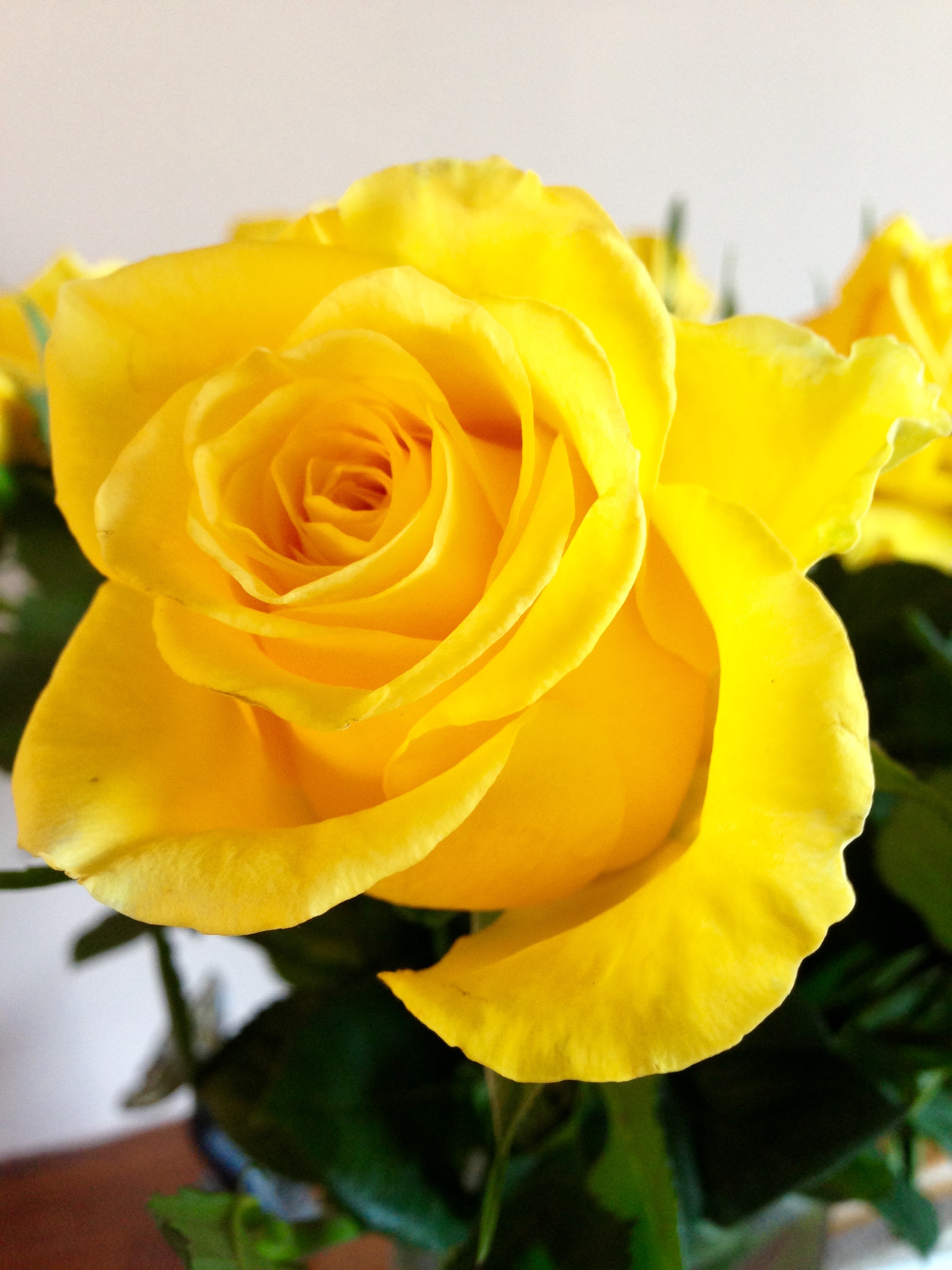 Rose Yellow Flower free image download