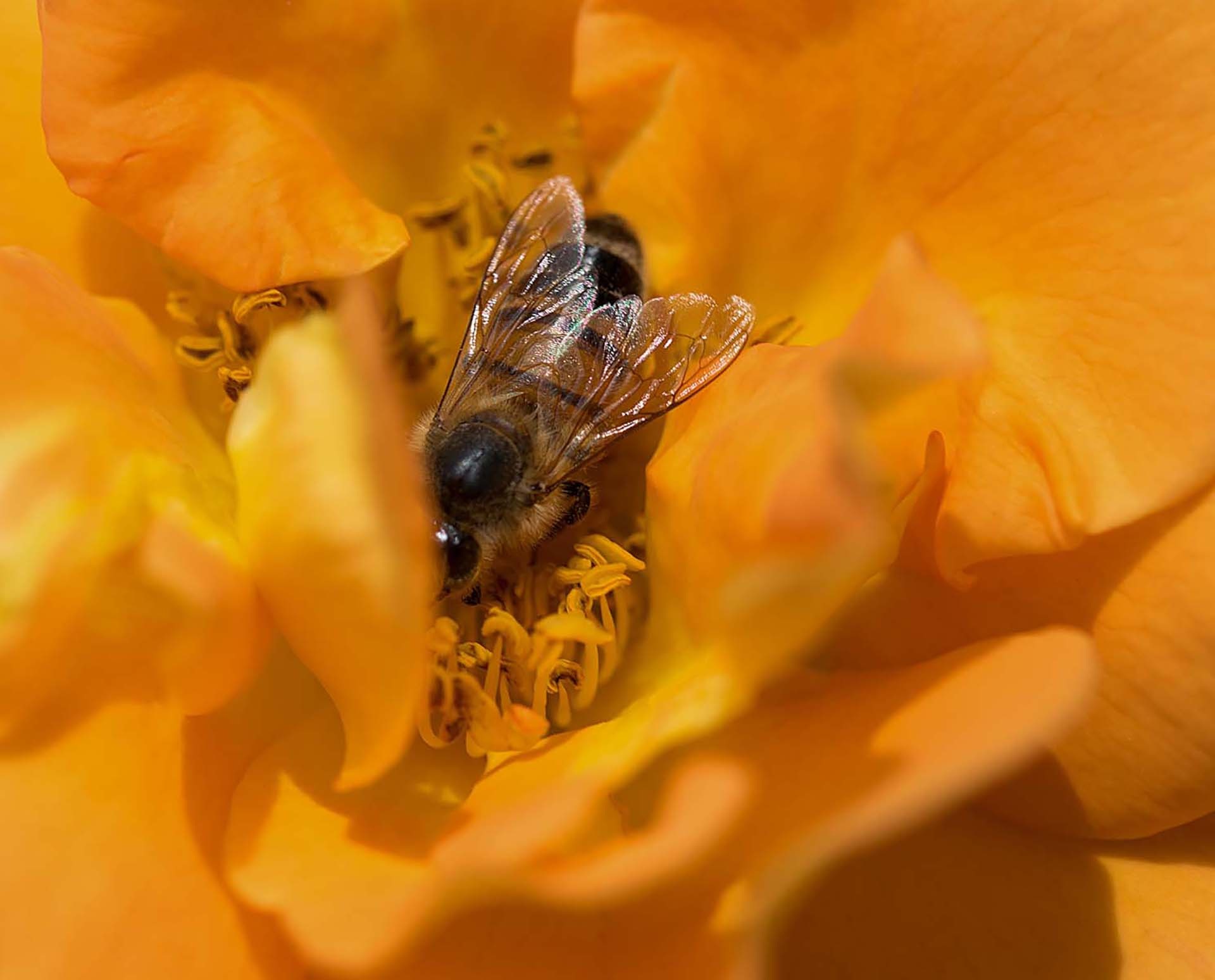 Bee Flower Macro free image download