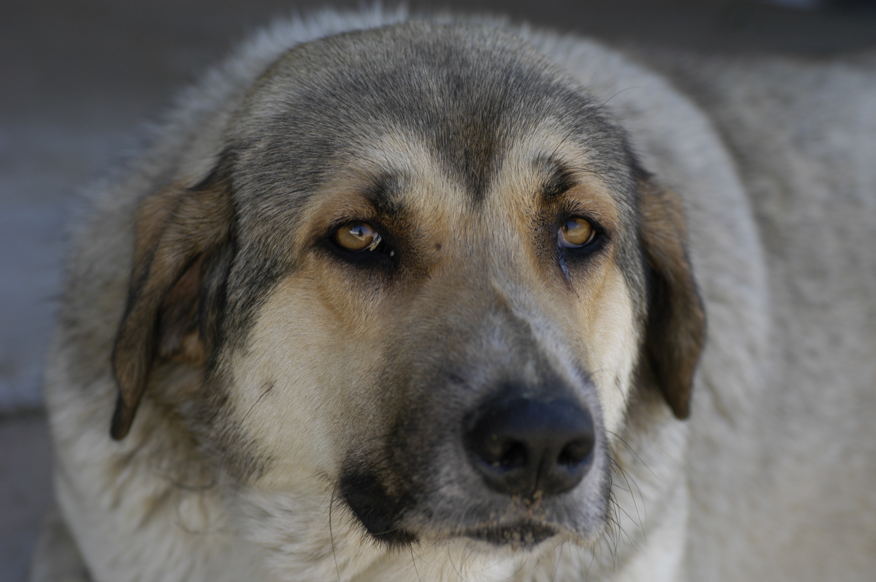 Dog Animal old free image download