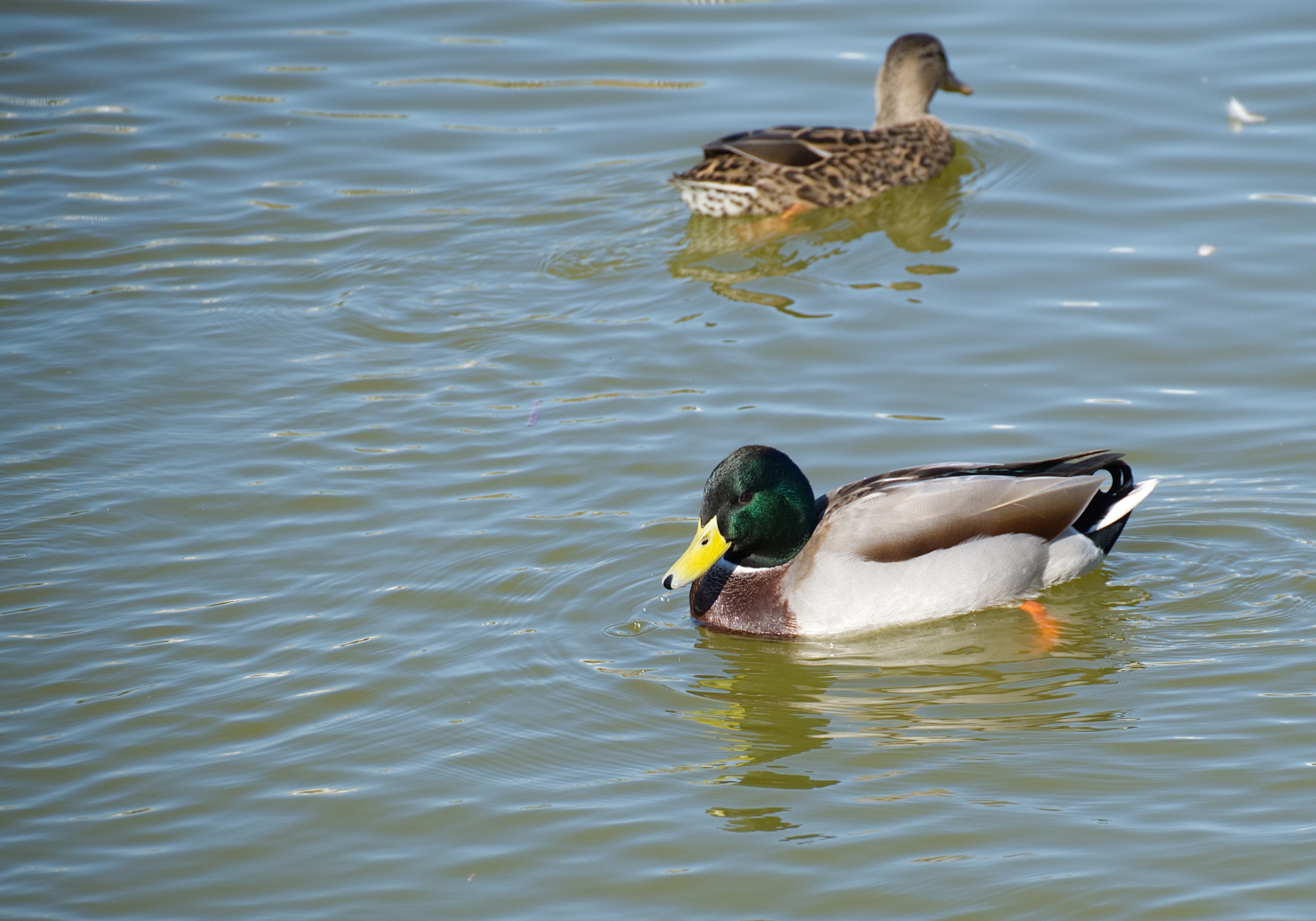 Duck Peak Nature free image download