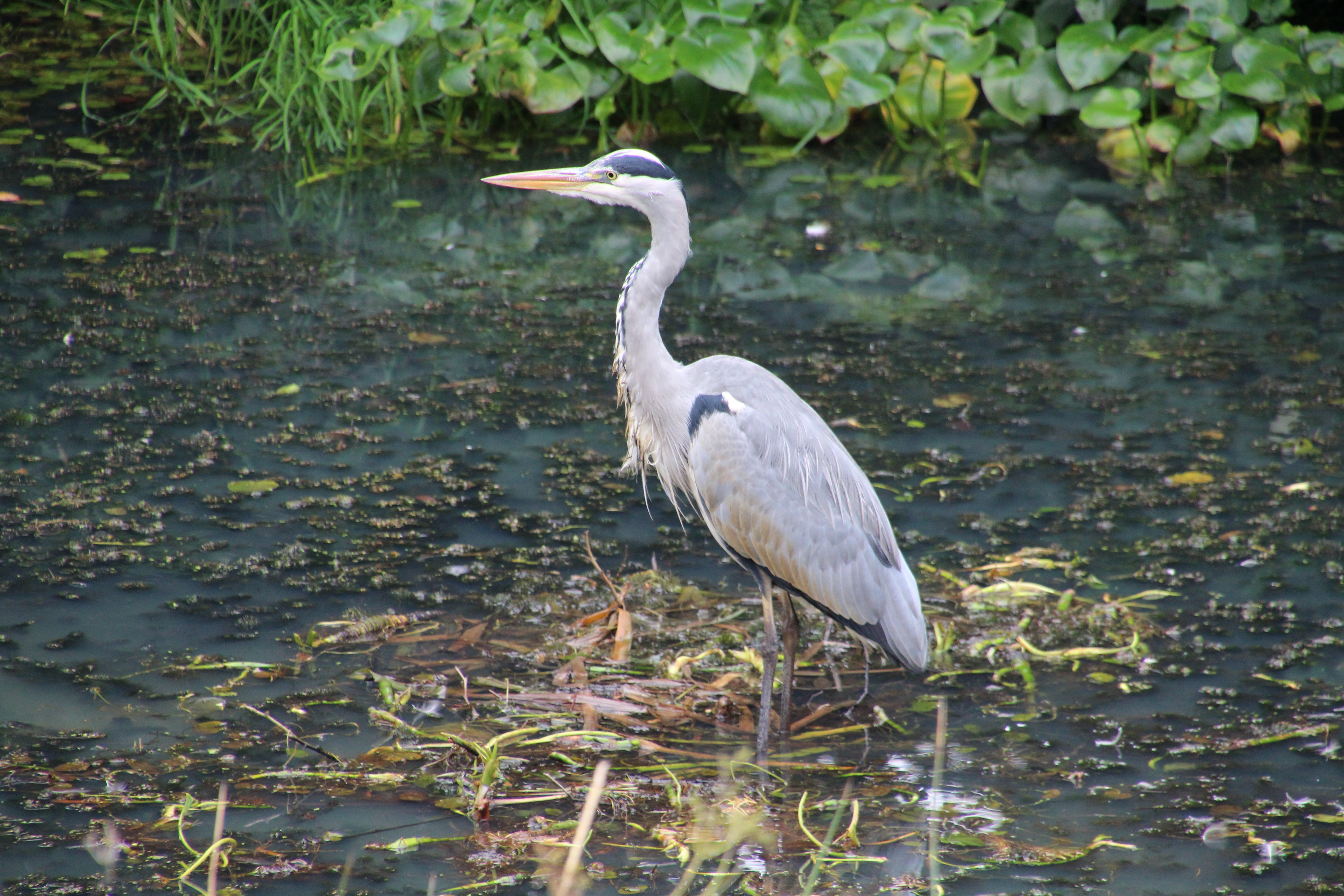 Blue Heron bird in Pond free image download