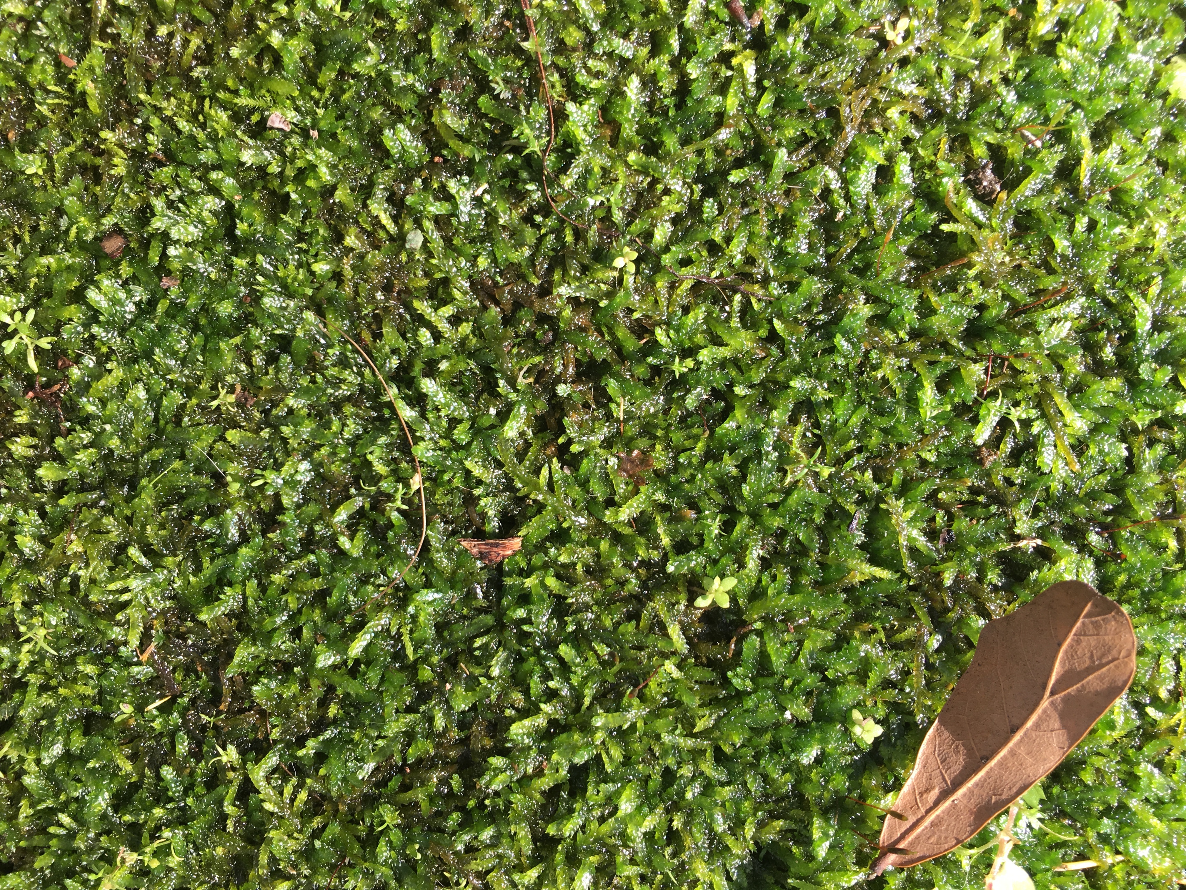 Moss Ground Cover free image download