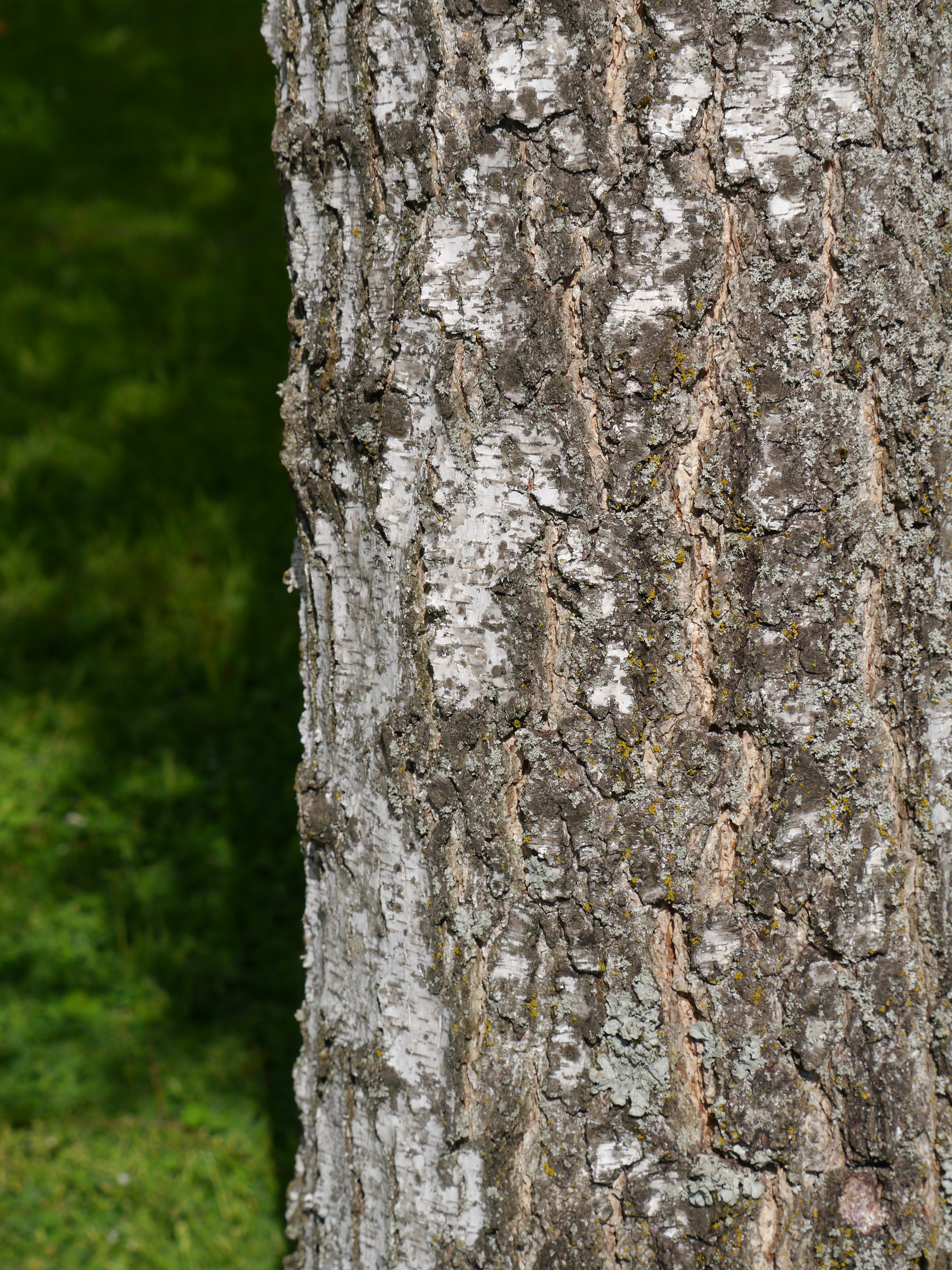 Log Tree Bark free image download